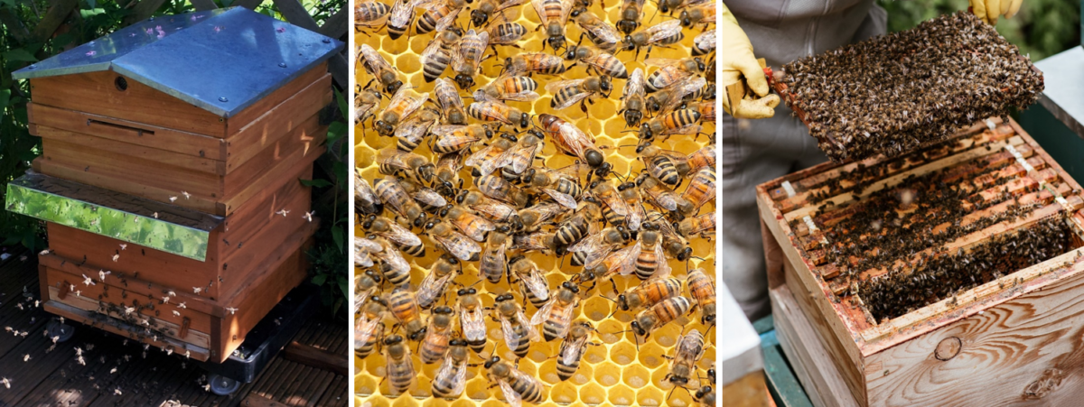 Mai: Das Bienenvolk – Gartenfreunde am Bornmuehlenweg